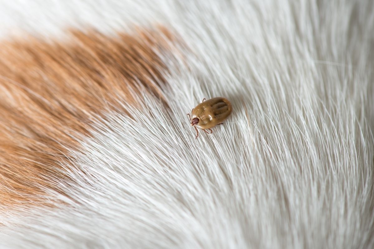 Tick Talk Gahanna Animal Hospital Veterinary Blog