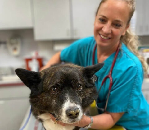 Pet In-House Laboratory In Gahanna OH | Gahanna Animal Hospital